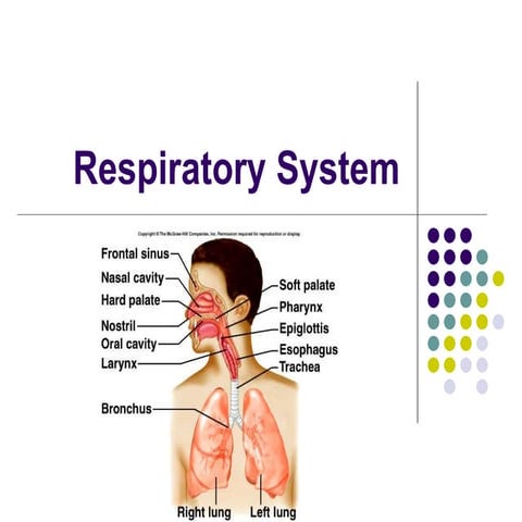 Respiratory_System-10.ppt