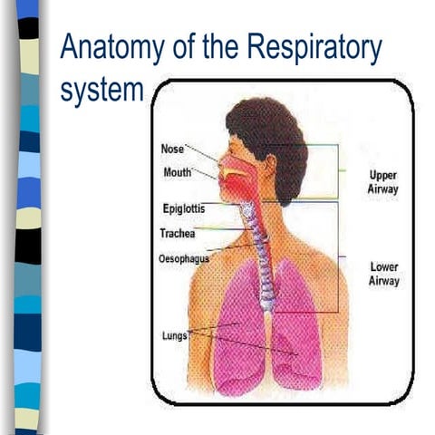 upper and lower of respiratory system | PPT