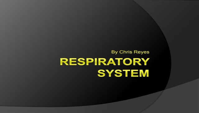 The respiratory system | PPT