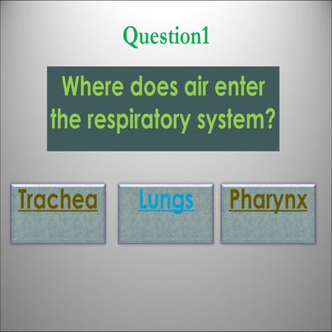 Respiratory system | PPT