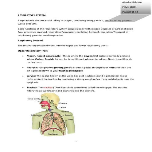 Respiratory system | PDF