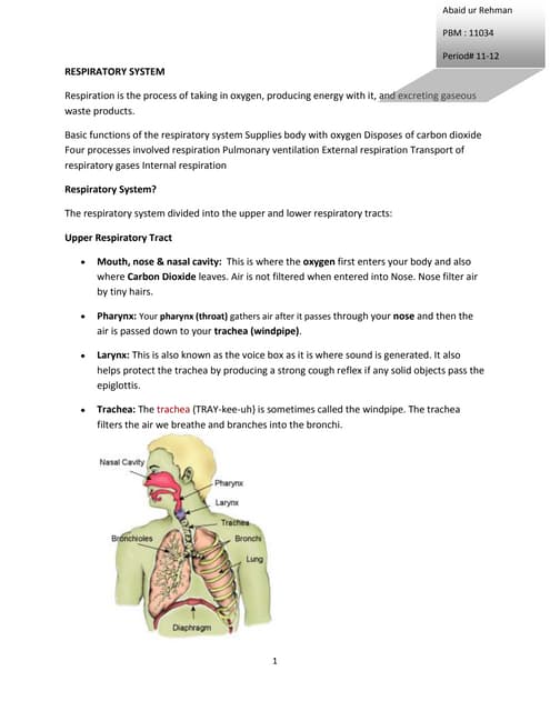 the respiratory system.diapositivas en inglés | PPT