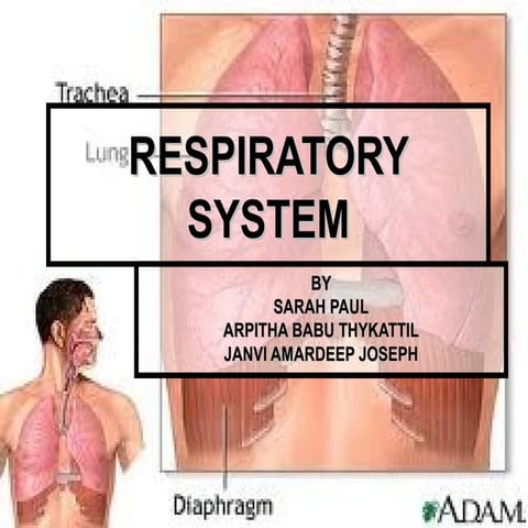 EVOLUTION OF RESPIRATORY SYSTEM | PPTX