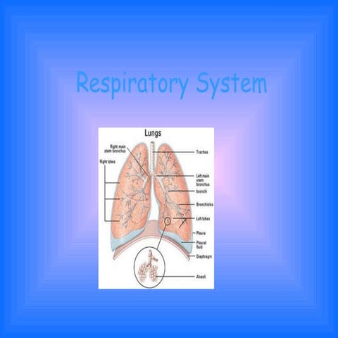 Respiratory system | PPT