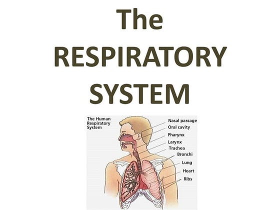 Respiratory system | PPT