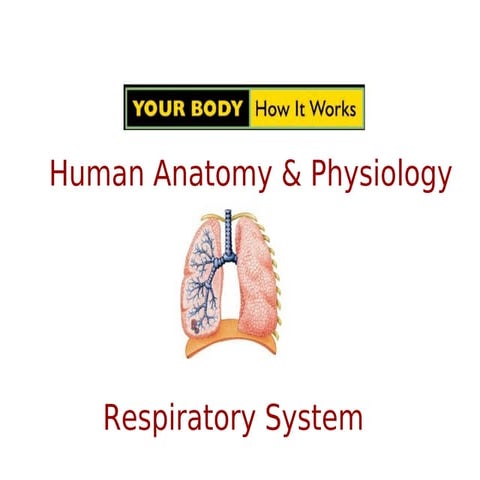 Respiratory system | PPT