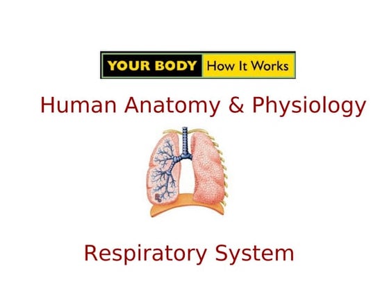 Respiratory System GRADE 6.pptx
