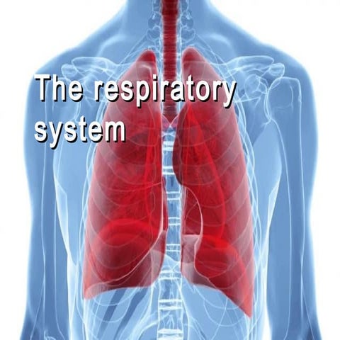 The respiratory system