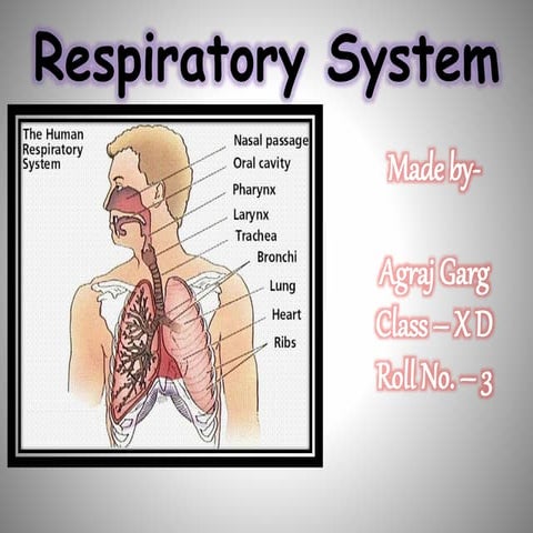 The Respiratory System 2 Odp 8898
