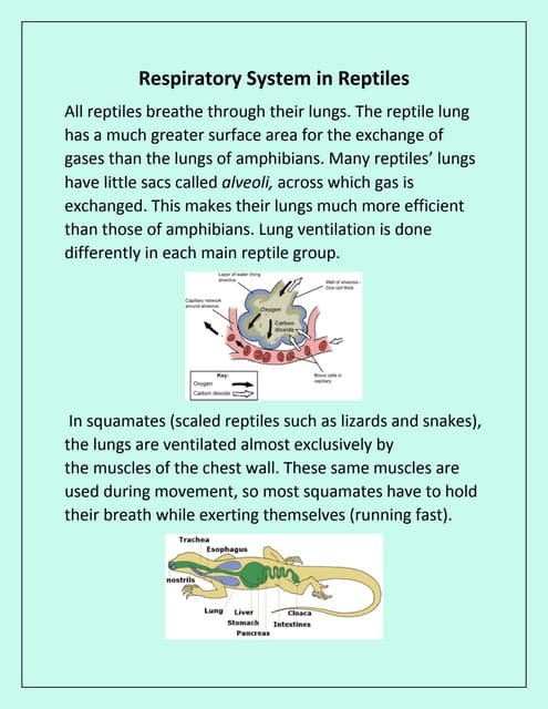 Reptile Respiratory System Respiratory Structures Of Two Different