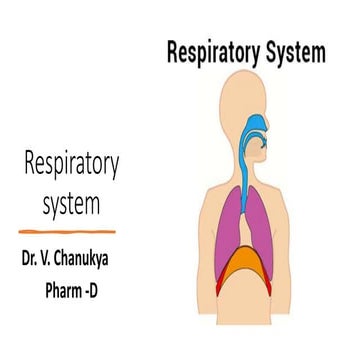 Respiratory syst