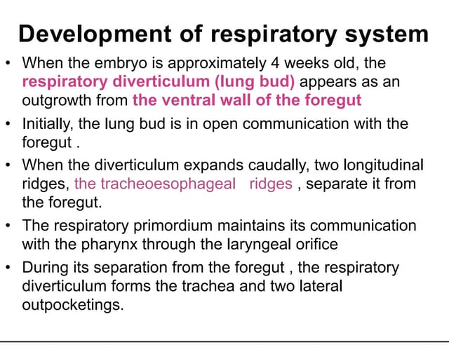 development of respiratory sysytem.pptx
