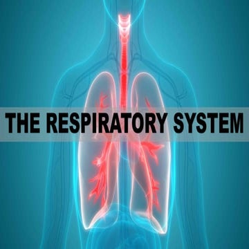 Respiratory System.pdf