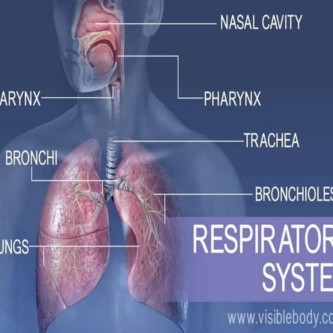 respiratory_system.ppt