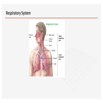 Respiratory System.pptx