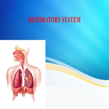 Upper respiratory system- anatomy | PPT