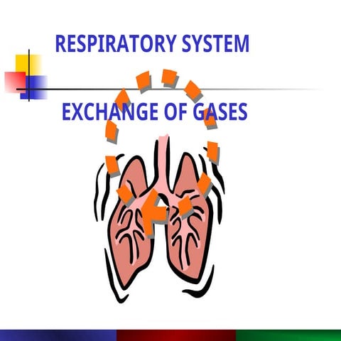 Respiratory system of human beings breifly | PPT