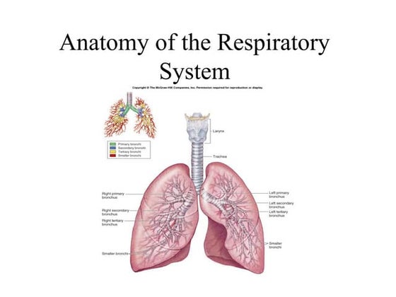 ANATOMY OF RESPIRATORY TRACT upper and lower tract | PPTX | Lung and Respiratory Health ...