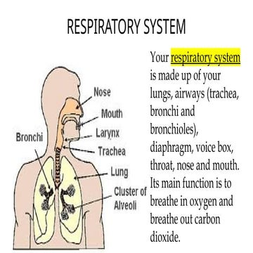 RESPIRATORY SYSTEM grade 4 matatag curriculum | PPTX
