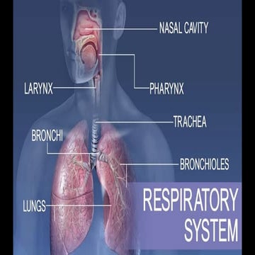 Respiratory system Anatomy and physiology | PPTX
