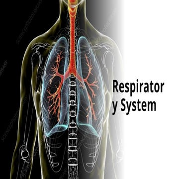 Respiratory System GRADE 6.pptx