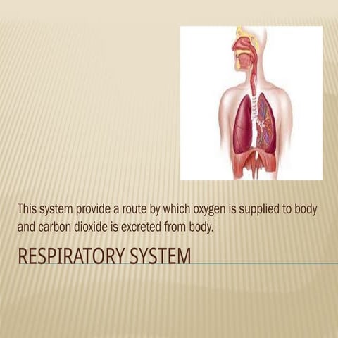 Respiratory system for medical students. | PPTX
