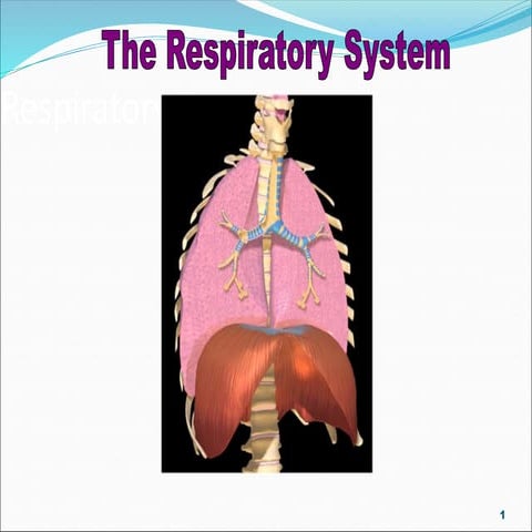 Respiratory System of the human body in simple terms.pdf