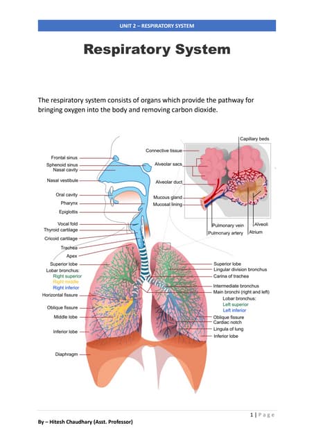 Respiratory System grade-9 Science-Quarter 1-week 1 | PPT