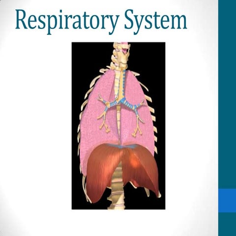 Respiratory system2 | PPTX