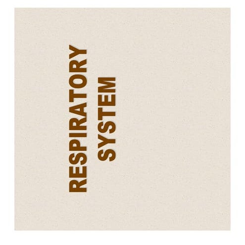 Respiratory System Anatomy | PDF