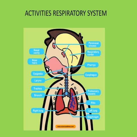 Respiratory system exercises | PPT