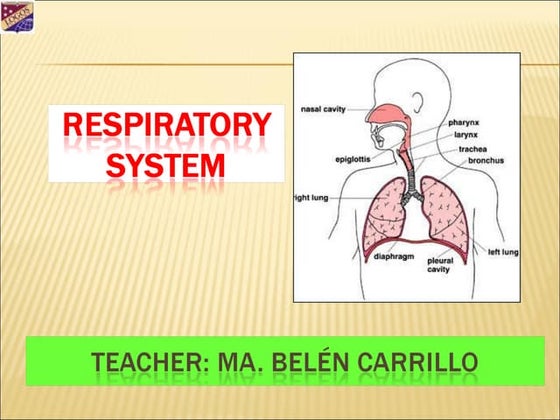 Grade 8 - Respiratory System | PPT