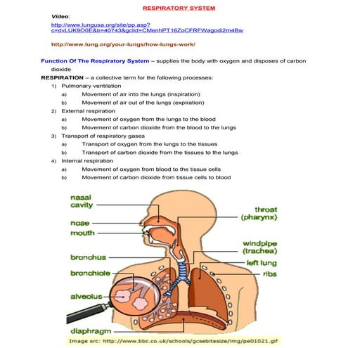 Respiratory System Notes Respiratory System 🫁🫁 . . . Follow For