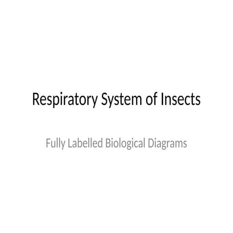 Insect respiratory system | PPTX