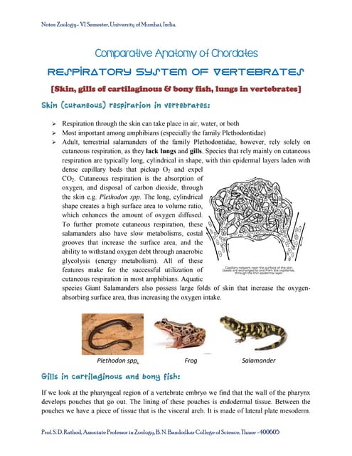 Prawn respiratory system,Types of gills,structure of gill plates ...