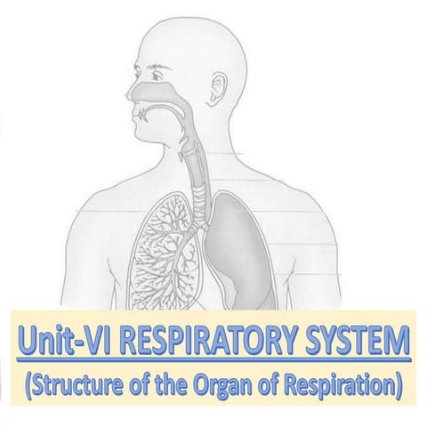 Organs And Structures Of The Respiratory System Anatomy RESPIRATORY