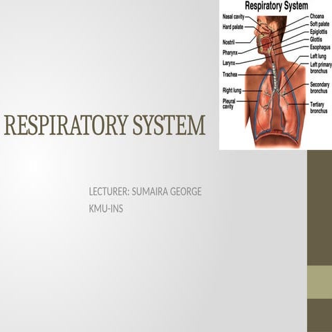 ANATOMY OF RESPIRATORY TRACT upper and lower tract | PPTX