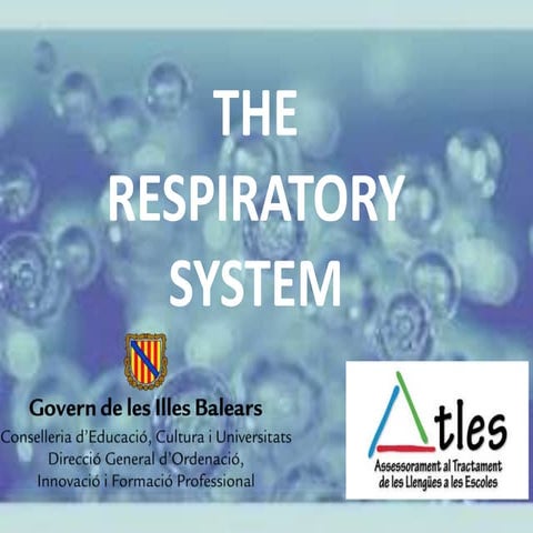 Respiratory System - how the major organs of the human body work ...