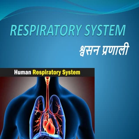 Respiratory System 1 ppts. Human Respiration | PPT