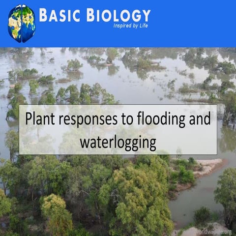 How do plants deal with flooding? | PPTX