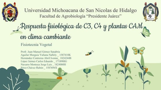Anatomía De Las Hojas De Las Plantas C3 Vía De 4 Carbonos: