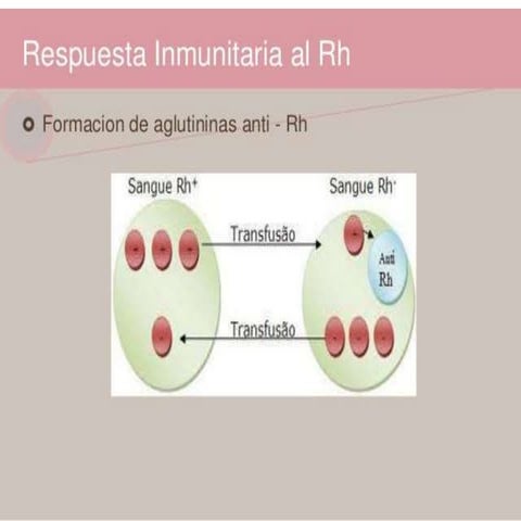 Respuesta inmunitaria al rh | PPTX