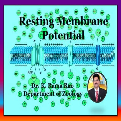 Resting membrane potential | PPTX