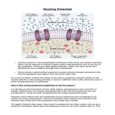 Resting potential | PDF