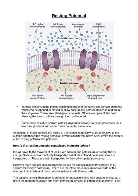Resting Potential Neuron Diagram Communication Within Neurons