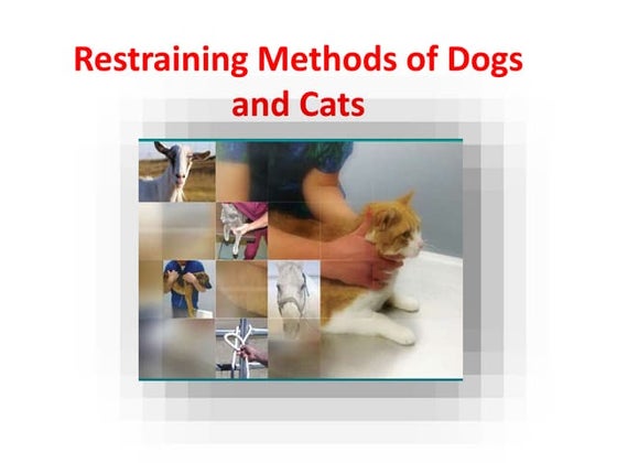 CASTRATION AND ITS TYPES IN VETERINARY ANIMALS | PPT