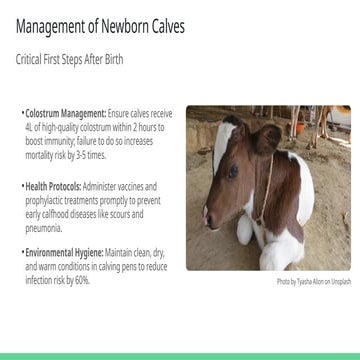 Management of newborn calves and how to handle | PPTX