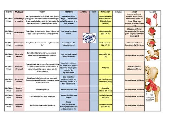Anatomía resumen músculos - miembro superior | PPT