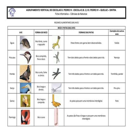 Resumo do bico e patas das aves | DOCX