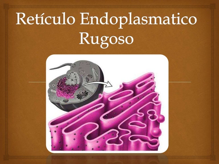 Retículo endoplasmatico rugoso